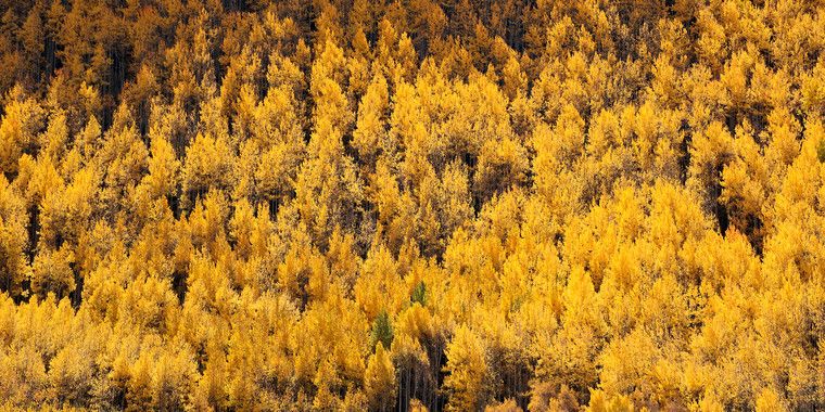 Join the Natural Clusters Photo Contest and win Macro LED Ring Light ...